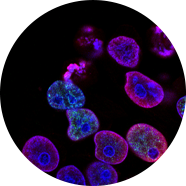 Technology - ACCURATE | Technology Platform of Organoid in Scientific ...