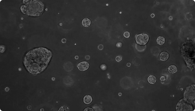 Technology - ACCURATE | Technology Platform of Organoid in Scientific ...