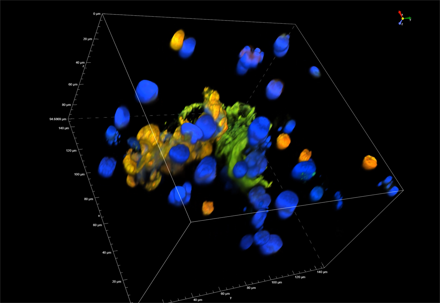 New Drug R&D Service - ACCURATE | Technology Platform of Organoid in ...
