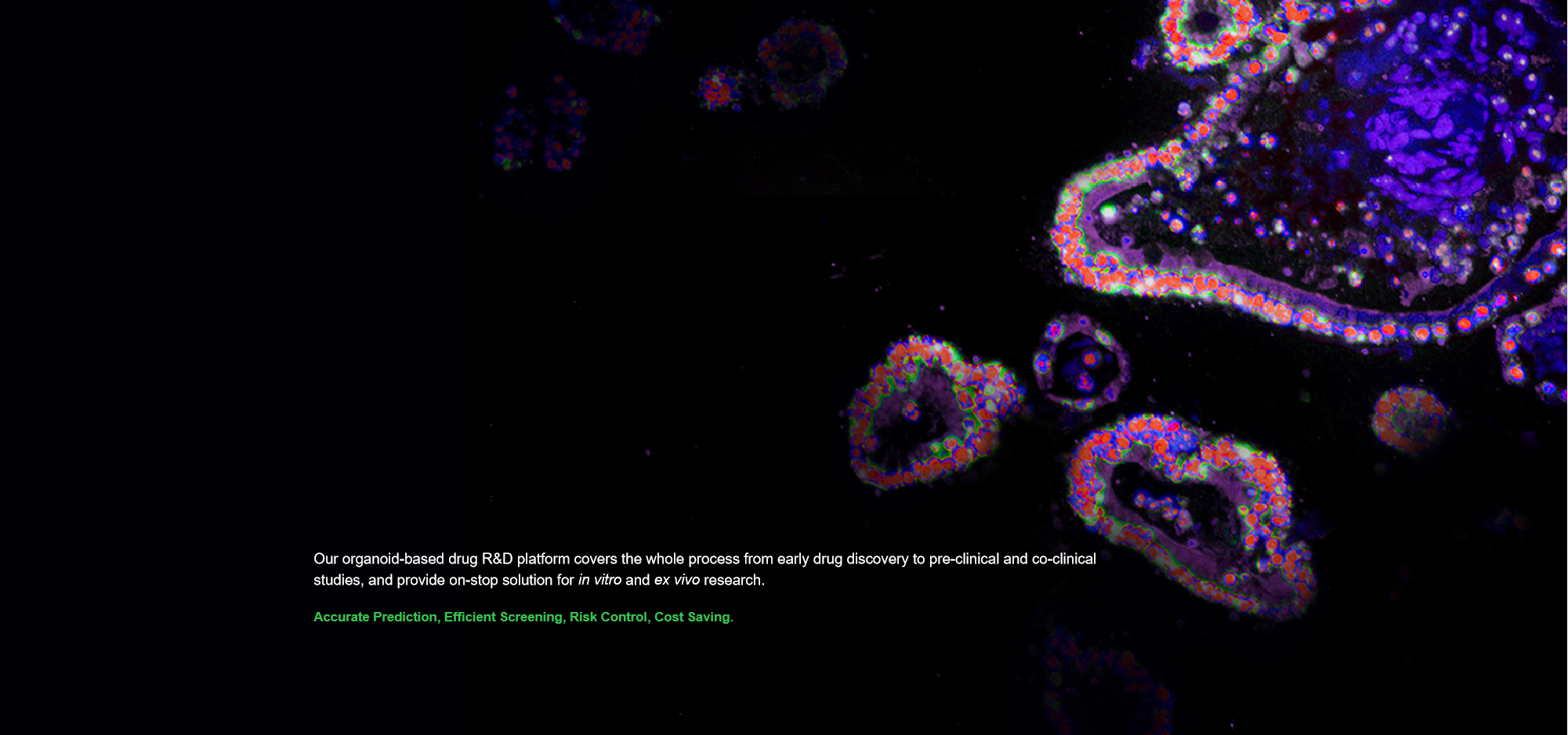 ACCURATE | Technology Platform of Organoid in Scientific Research, Drug ...