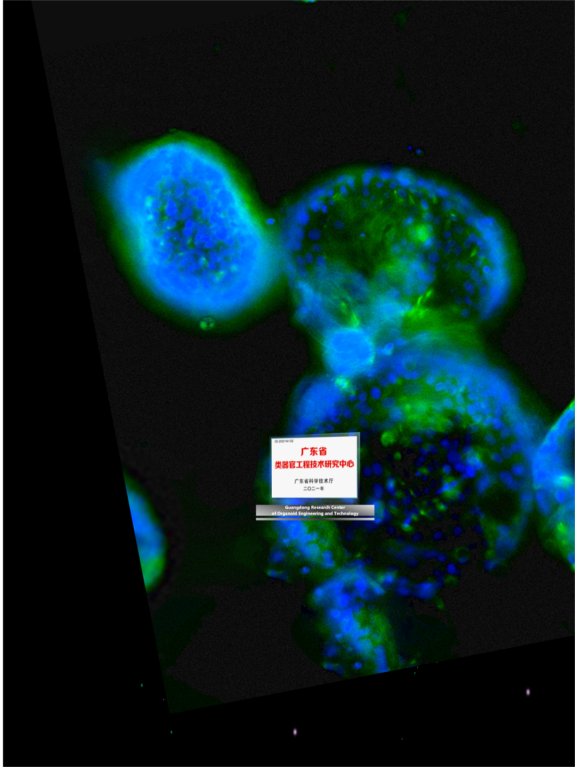 ACCURATE | Technology Platform of Organoid in Scientific Research, Drug ...