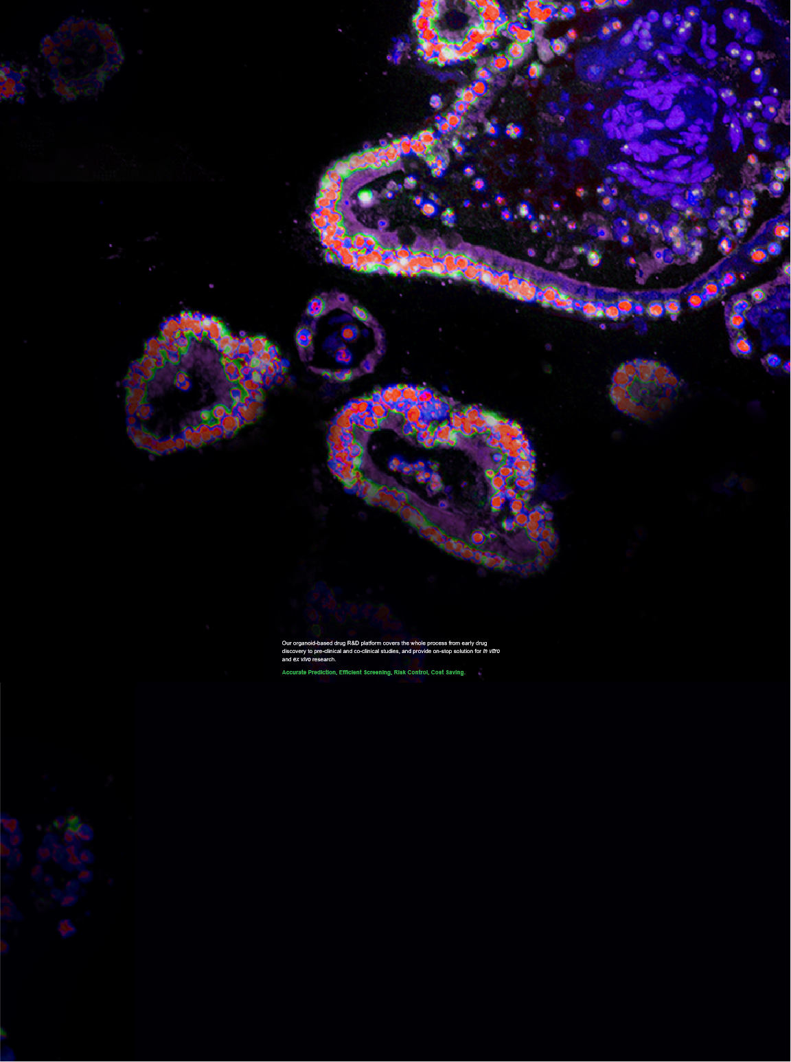 ACCURATE | Technology Platform of Organoid in Scientific Research, Drug ...